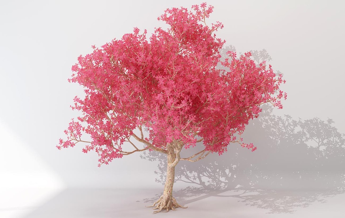 H07 0509樱花树红叶子树 【集简空间】3d模型su模型贴图草图模型「免费下载每日更新」