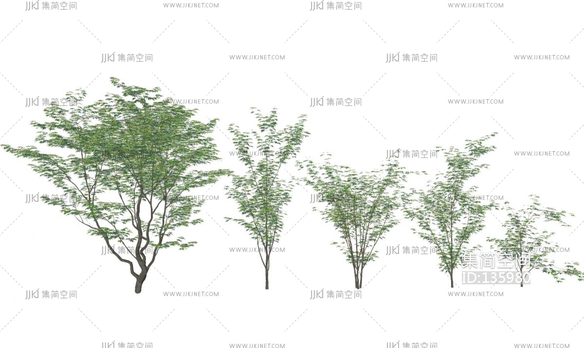 鸡爪槭 景观树su模型su草图模型下载 【集简空间】「每日更新」